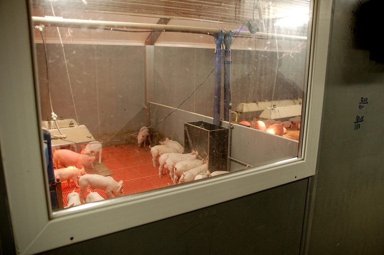 New Weaner House - Pig World - Quality Equipment